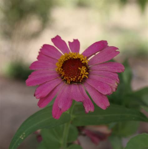 باختر Mazar E Sharif