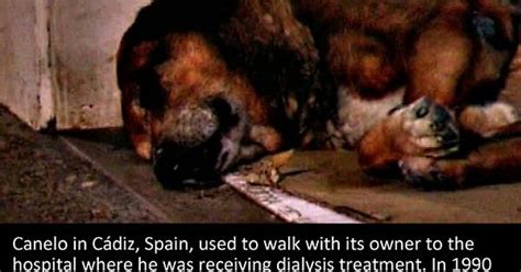 Just Found Out Jurassic Bark Is Basically Real Imgur Just Found Out Jurassic Bark Is Basically Real Imgur