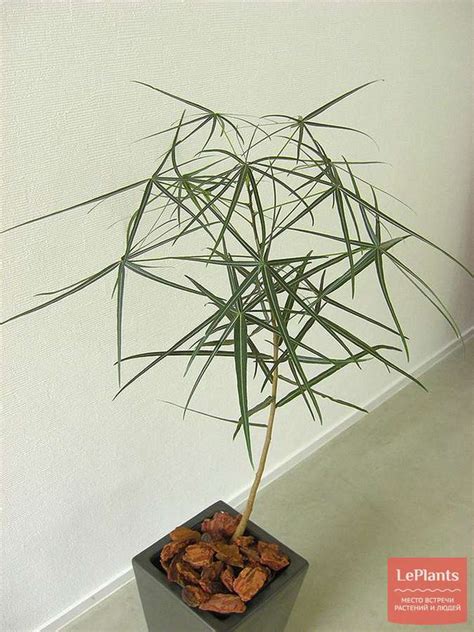 Брахихитон наскальный (Brachychiton rupestris) — описание, выращивание ...