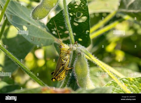 Green Grasshopper On Soybean Plant Agriculture Crop Insects Pest