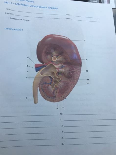 Solved Anatomy Lab 11 Lab Report Urinary System Anatomy