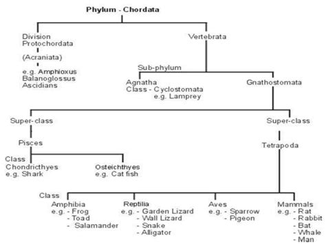 Phylum Chordata Zoology Pptx