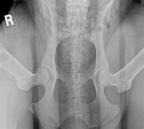 Pennhip Screening X Ray Veterinary Rehab Deland Fl — Florida
