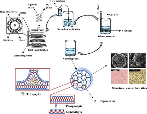Liposome Formulation Process Development - CD Formulation