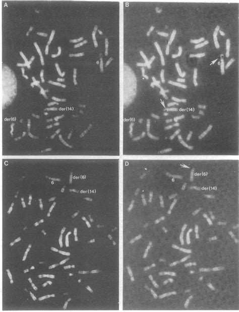 Figure 1 From Orientation Of Loci Within The Human Major