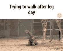 Funny Leg Memes
