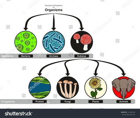 Archaea Domain