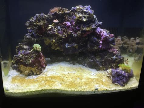 Algae Bloom Should I Be Concerned Reef2reef