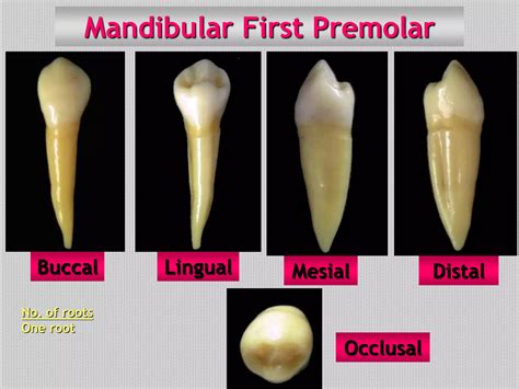 Permanent Mandibular First Premolar And Differences Between First And