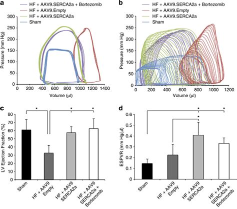 pressure volume loop analysis reveals no differences in cardiac