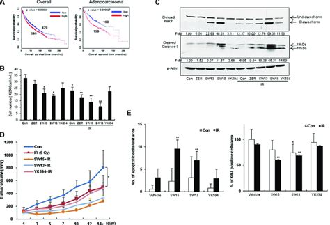 The Xanthone Compound Induced Radiosensitization A Kaplan Meier Km Download Scientific