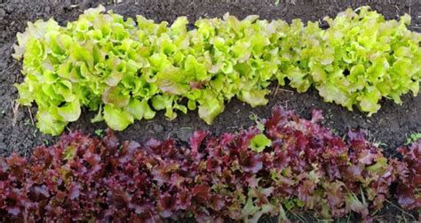 Городникам розповіли коли правильно садити салат у відкритий ґрунт Читайте на Ukr Net