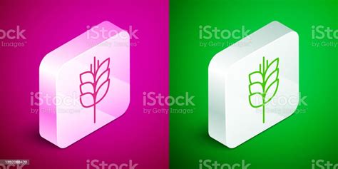 쌀 밀 옥수수 귀리 호밀 보리 아이콘으로 분홍색과 녹색 배경에 분리 된 등색 라인 시리얼 밀 빵 기호의 귀 실버 스퀘어 버튼 벡터 3차원 형태에 대한 스톡 벡터 아트 및