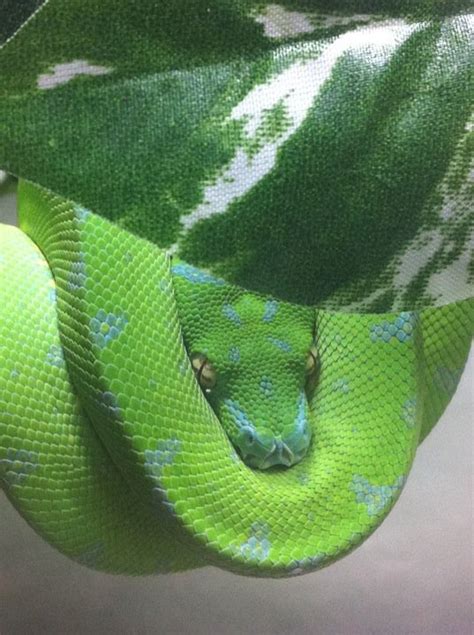 Green Tree Python Color Change Gallery Ebaum S World