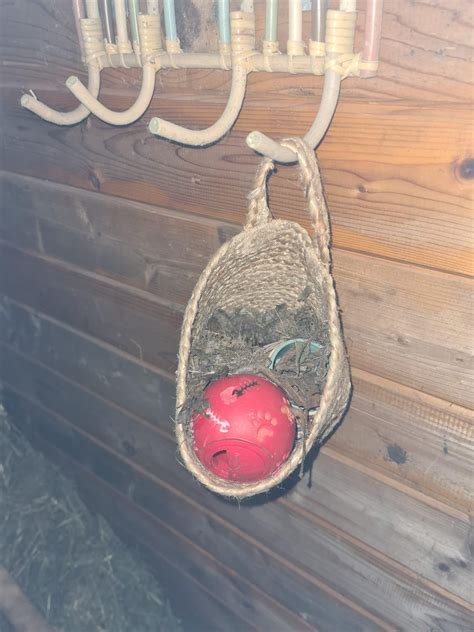 Robin Making A Nest In Bunny Shed Dangerous For My Bunnies R Bunnies