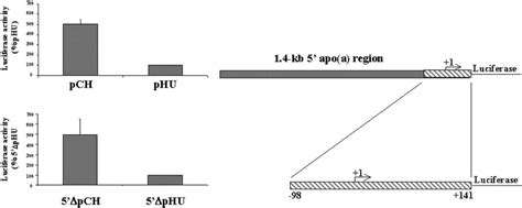 Comparison Of The Transcriptional Activity Of The 5 Flanking Sequences