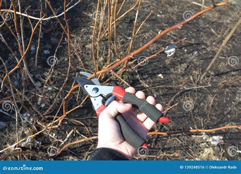 Gardener Hands Cutting Red Raspberry Plant Bush With Bypass Secateurs Pruning Red Raspberry