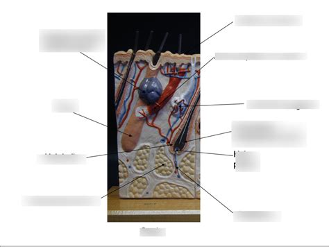 Lab 3 Label Diagram Quizlet