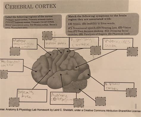 Solved Cerebral Cortex Match The Following Symptoms To The