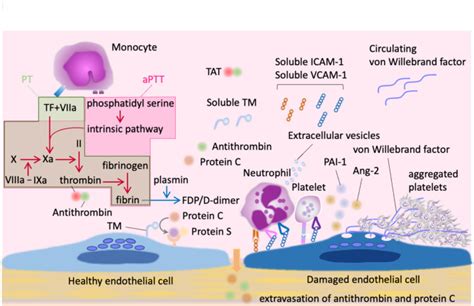 Biomarkers Of Sepsis Induced Coagulopathy Diagnostic Insights And