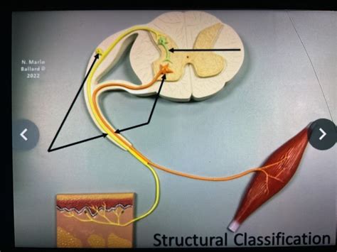 Classification Of Neurons Diagram Quizlet
