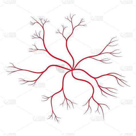 人体红静脉，血管，毛细血管，动脉，眼静脉