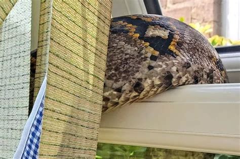 Terrifying 11ft Python Slithered Through Window And Attacked Horrified