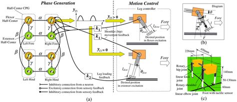 A Configuration Of Our Quadruped Model A Shows The Hard Wired Cpg Download Scientific