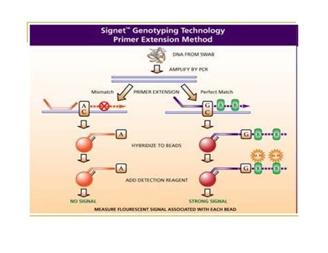 Snp Genotyping Technologies Pdf