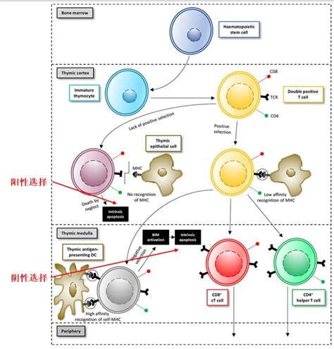 T细胞分类及标记物汇总详解版 哔哩哔哩