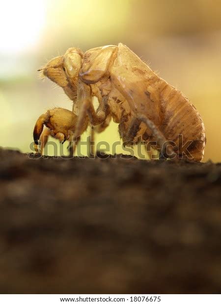 Close Empty Cicada Shell Stock Photo Shutterstock