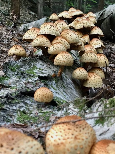 Sharp Scaly Pholiota