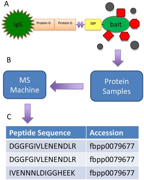 Overview Of The Tandem Affinity Purification Coupled With Download