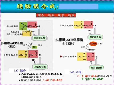 6 2 脂肪酸的生物合成1 3 Ppt Word文档在线阅读与下载 无忧文档