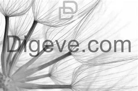 دانلود عکس با کیفیت سیاه و سفید گل دیجیو