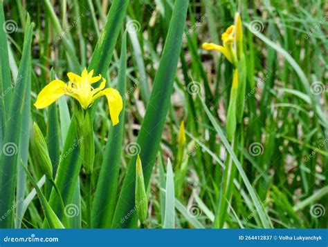 Iris Marsh Yellow Flowers Close Up Stock Image Image Of Prairie