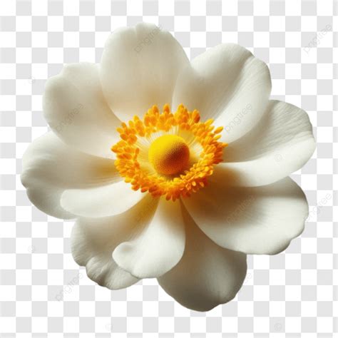 투명한 배경을 갖춘 무성한 열대 정원에 있는 3d 아네모네 꽃 견적 투명한 배경 인용문을 갖춘 무성한 열대 정원에 있는 3d 아네모네 꽃 무성한 열대 정원에 있는