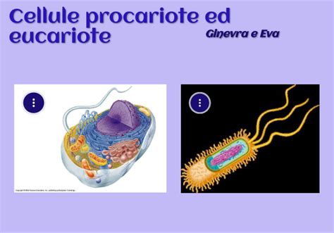 Eucarioti E Procarioti