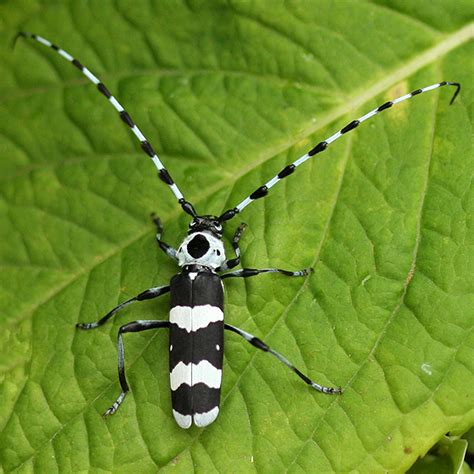 Banded Alder Borer Rosalia Funebris Bugguide Net