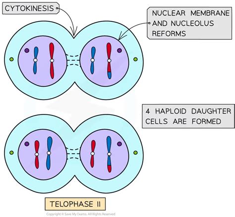 Meiosis Ib Biology Study Guide