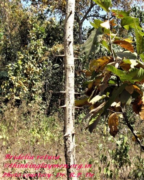 Medicinal Plant Details