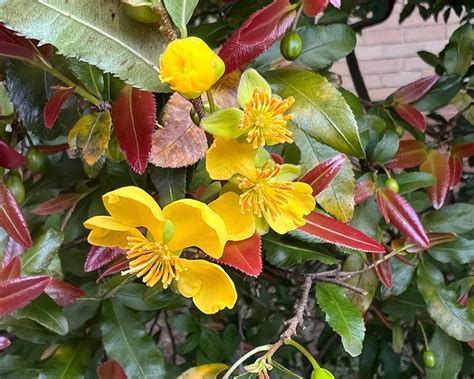 Buy Ochna Serrulata Mickey Mouse Plant 1 To 2 Feet Tall