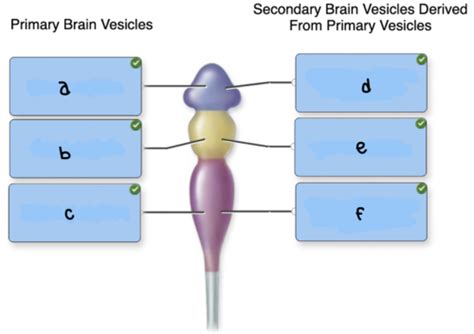 Module 15 Flashcards Quizlet