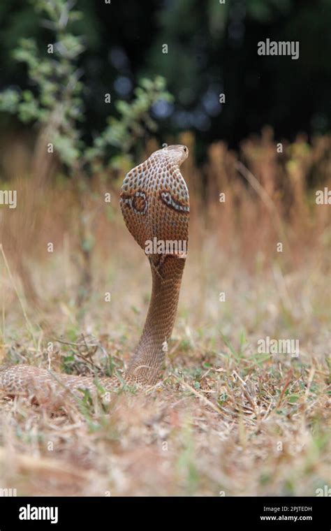 Diffrend Hood Mark Of Indian Cobra Naja Naja Satara Maharashtra