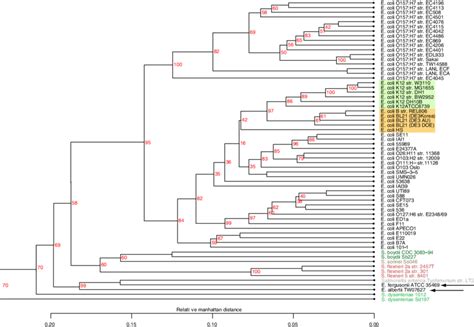 Pan Genome Clustering Of E Coli Black And Related Species Colored