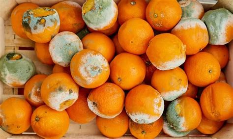 How To Know If An Orange Is Bad The Garden Bug Detroit How To Know If An Orange Is Bad The Garden Bug Detroit