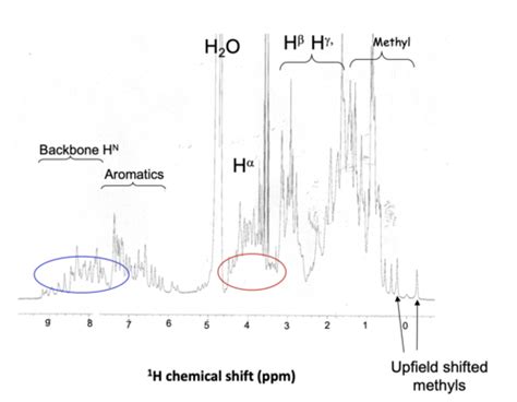Protein Assignment In Nmr Flashcards Quizlet