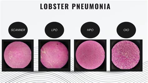 Microscopic Slides Pdf