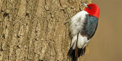 Birds With Red Heads And Where To Find Them Pictures Guide Birdwatching Buzz