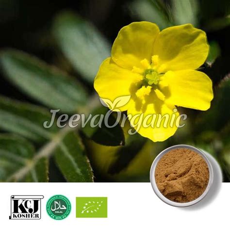 Tribulus Extract Powder 40 Saponin